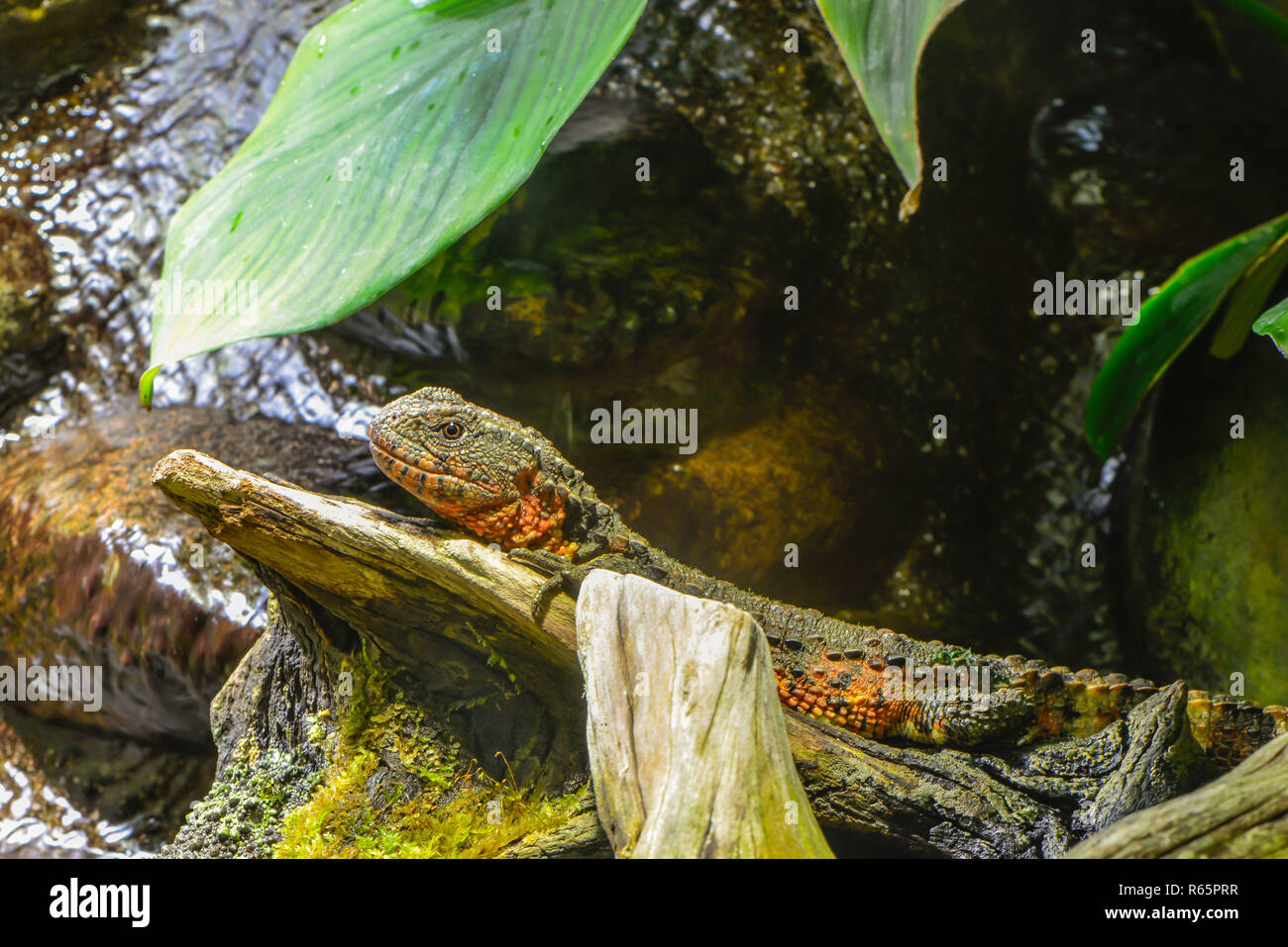 Toxicofera High Resolution Stock Photography and Images - Alamy