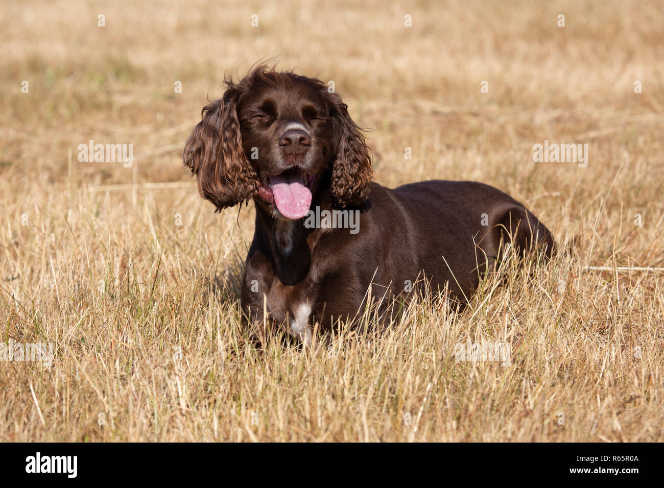 Working cocker spaniels hi-res stock photography and images - Alamy