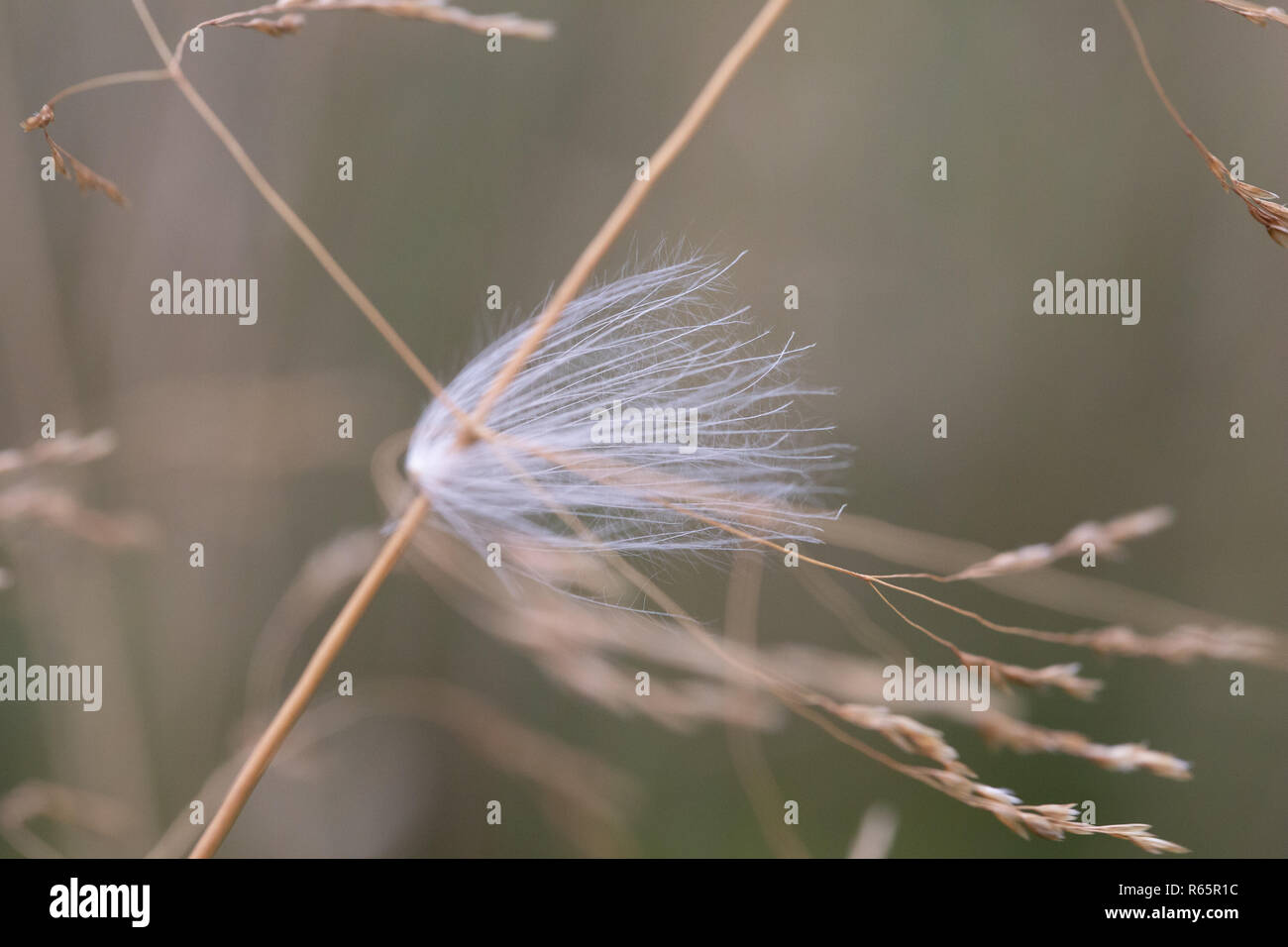 Wind pollination grasses hi-res stock photography and images - Alamy