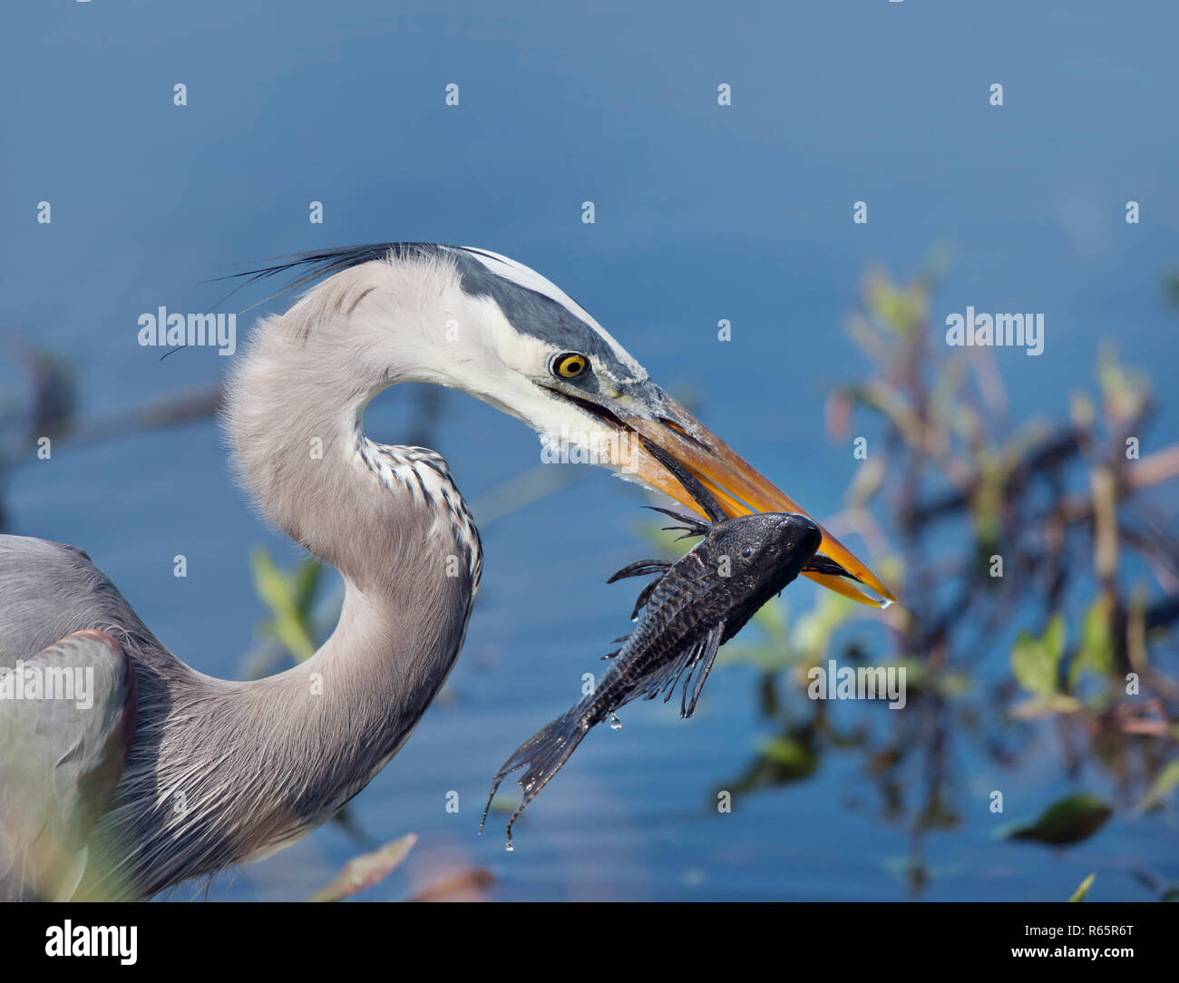 Great Blue Heron with a fish Stock Photo - Alamy