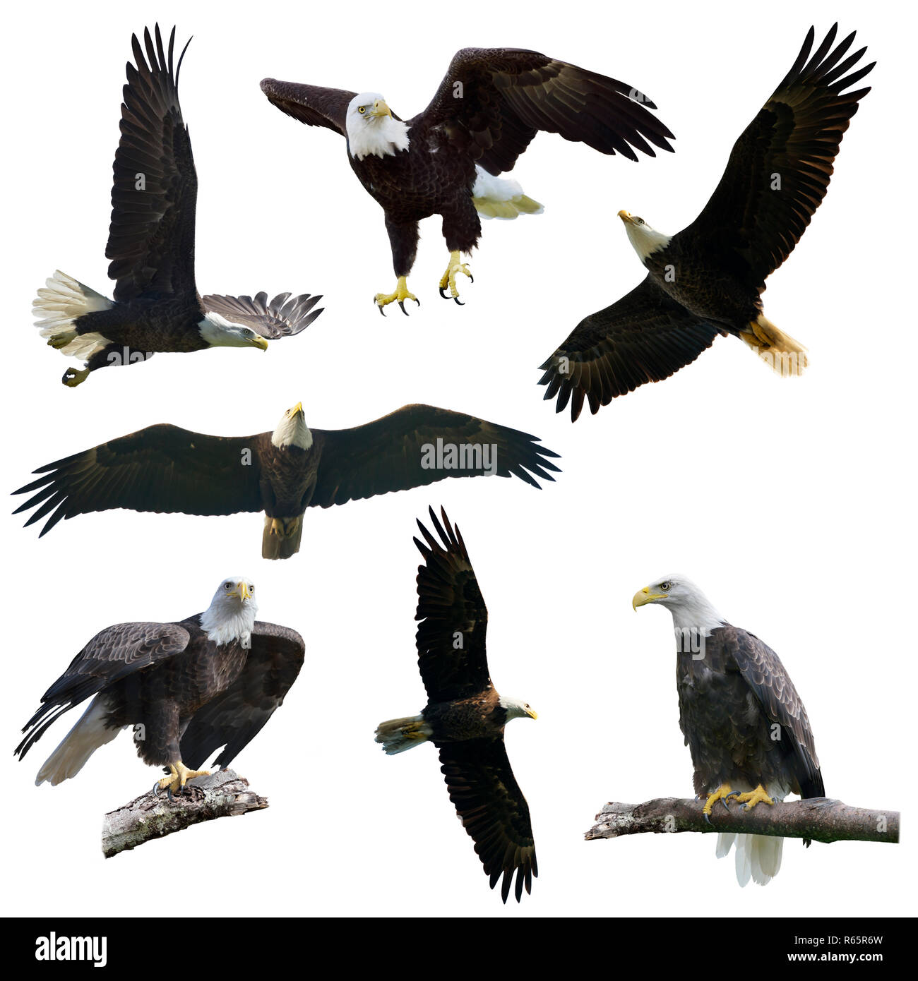 Bald eagles on white background Stock Photo - Alamy