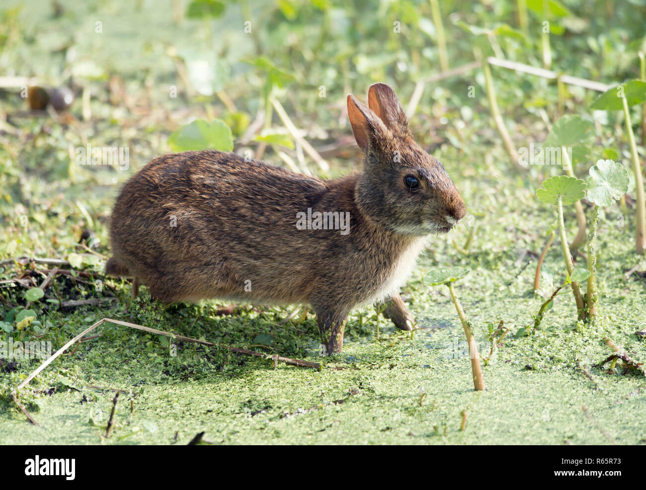 Swamp rabbit hi-res stock photography and images - Alamy