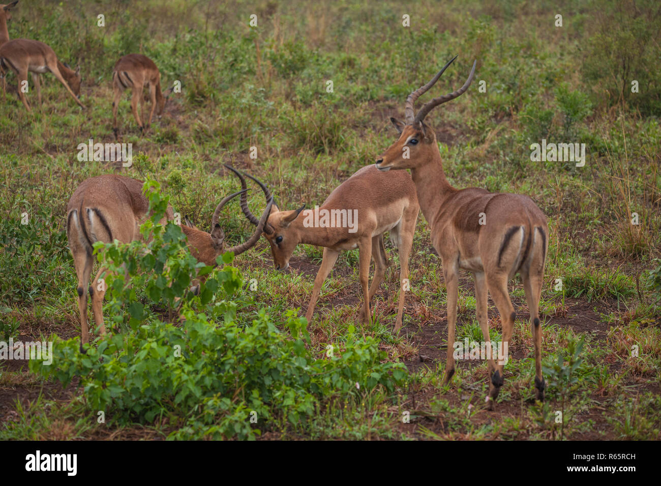 impala herd in south africa Stock Photo - Alamy