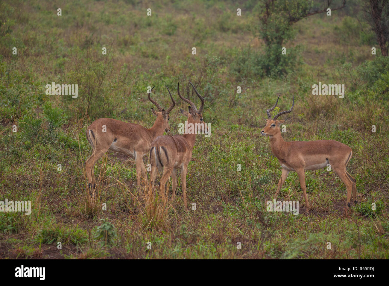 impala herd in south africa Stock Photo - Alamy