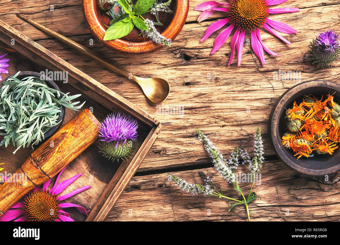 Alchemy plant hi-res stock photography and images - Alamy