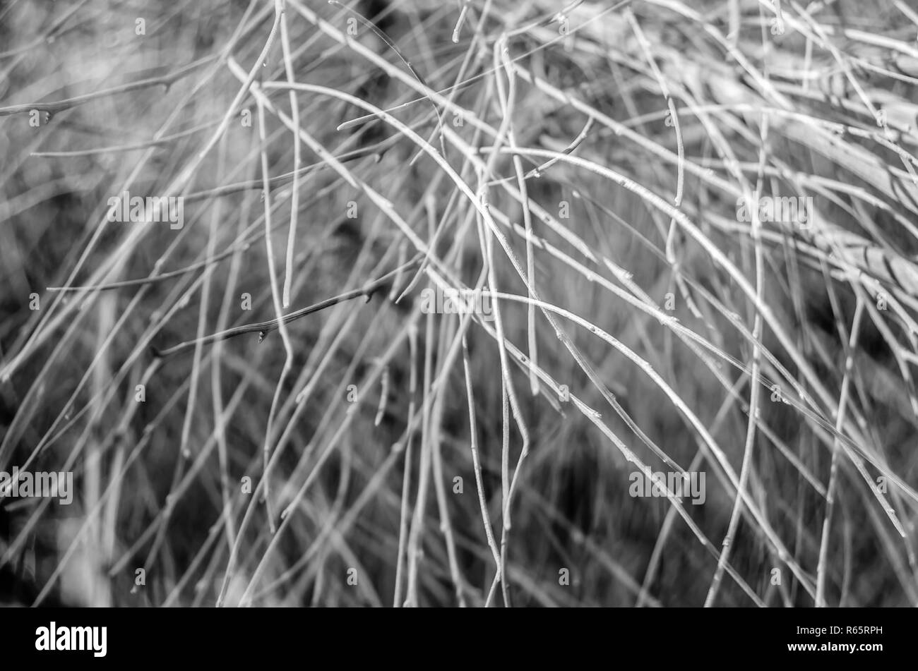Leafless vegetation Black and White Stock Photos & Images - Alamy