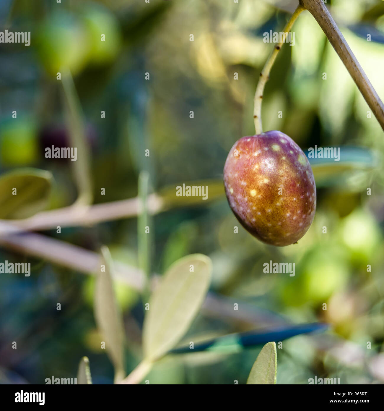 Olive tree branch Stock Photo - Alamy