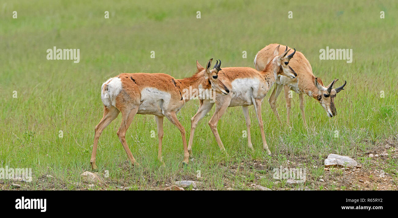 Antelope Jumping High Resolution Stock Photography and Images - Alamy