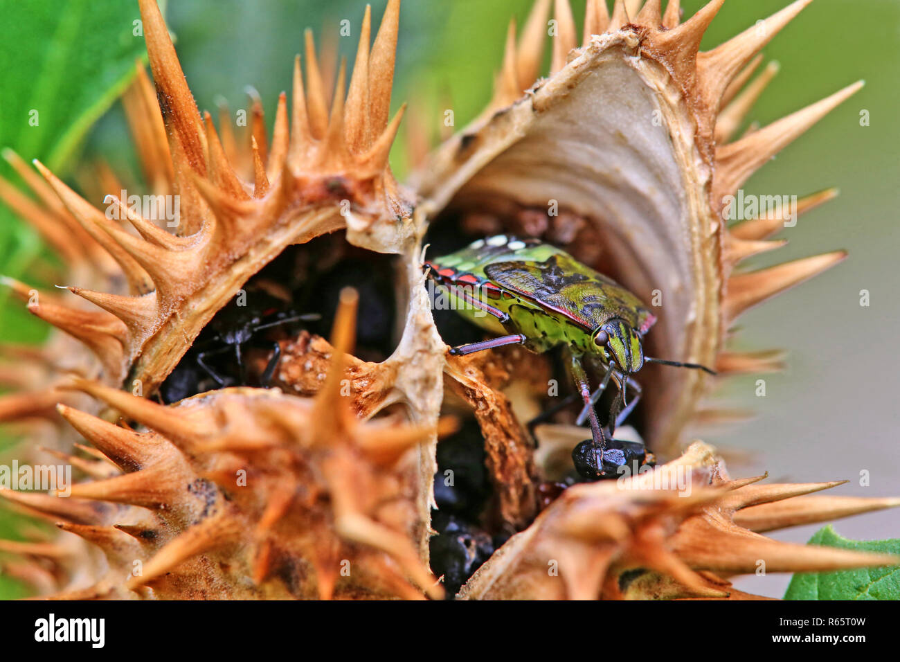 rice bug nezara viridula with seeds of white thorn apple Stock Photo ...