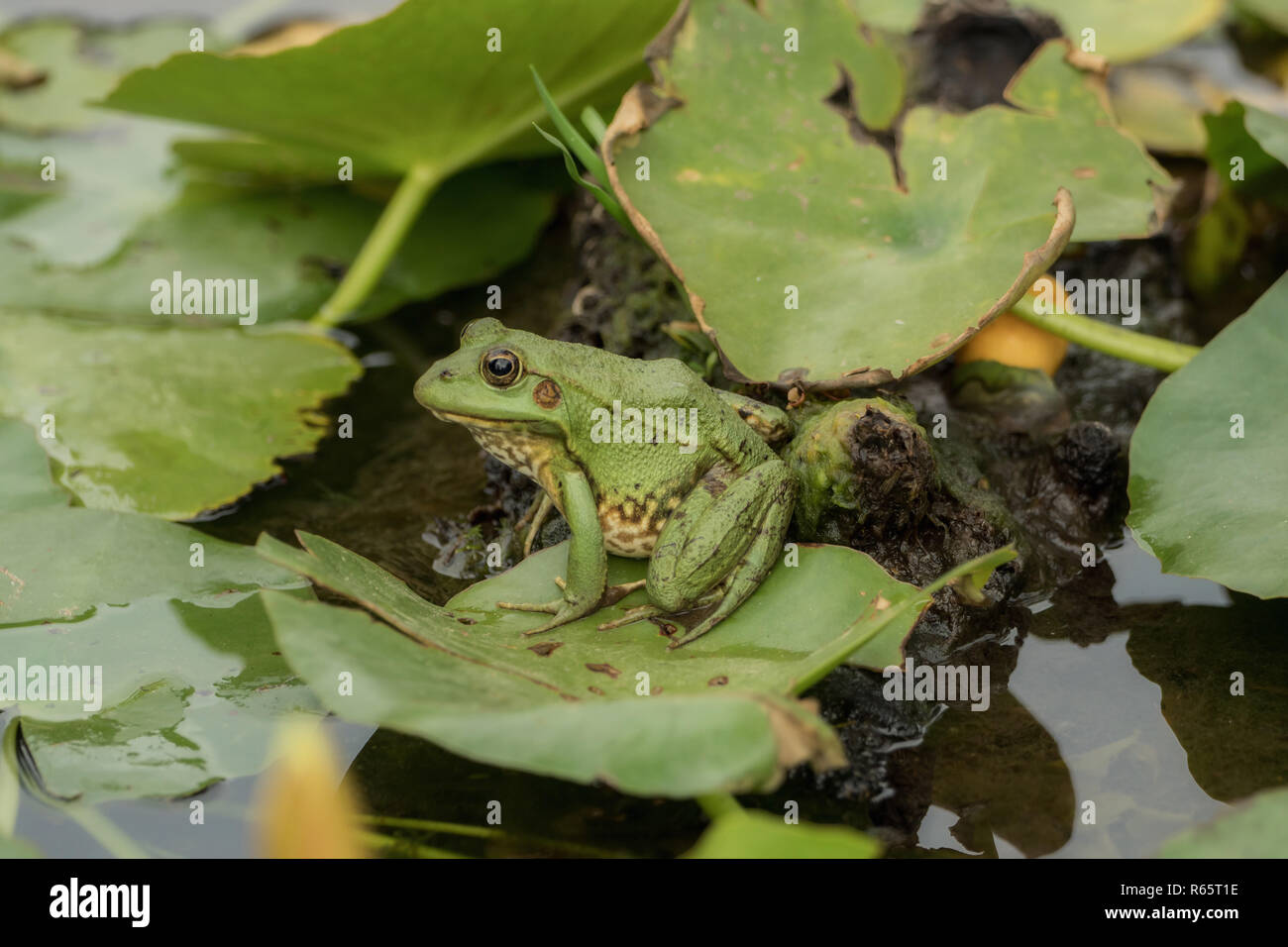 A green frog sitting in the pond full of water lilies Stock Photo - Alamy