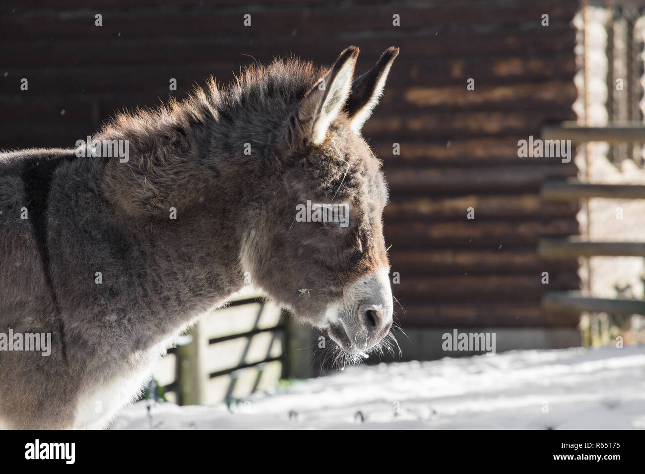 A donkey outside with beautiful light Stock Photo - Alamy