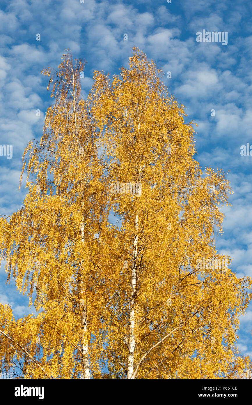 Yellow birch tree against cirrocumulus clouds sky Stock Photo - Alamy