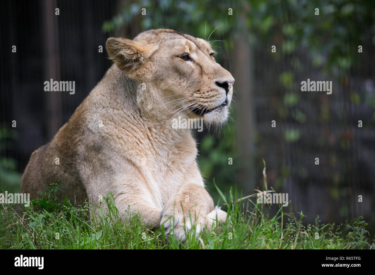Female lion laying hi-res stock photography and images - Alamy