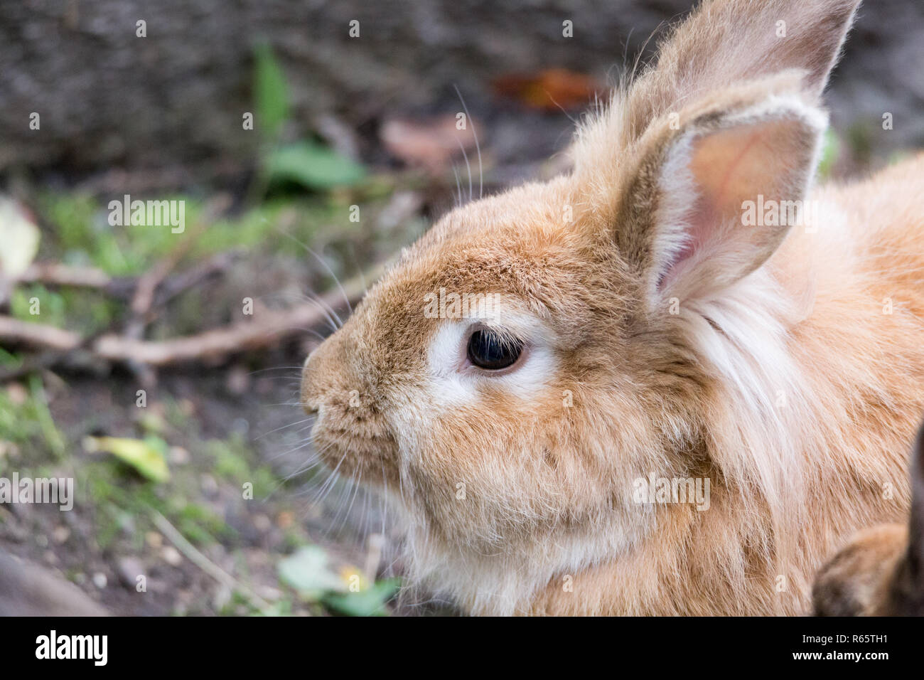 Adorable bunny hi-res stock photography and images - Alamy