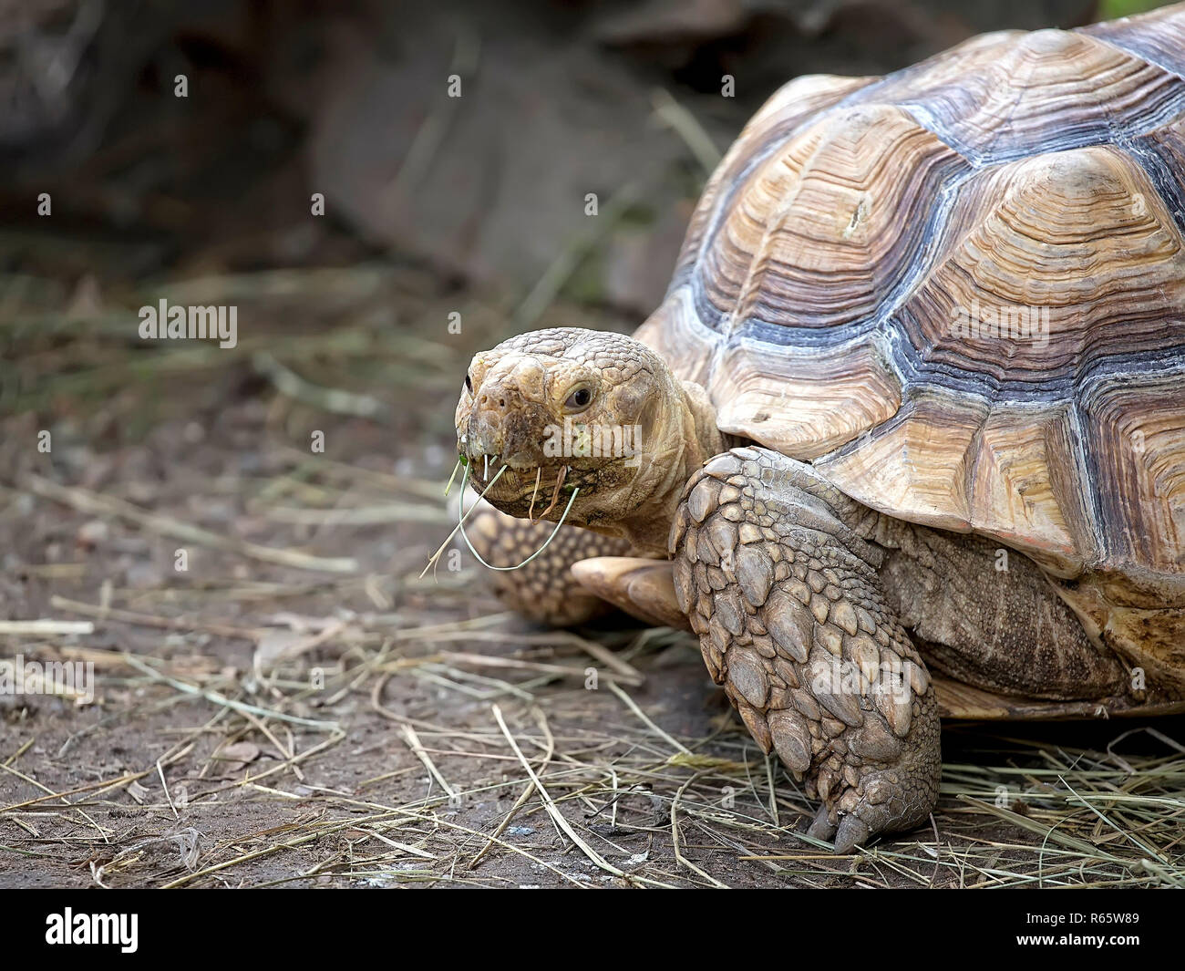 Turtle, a portrait Stock Photo - Alamy