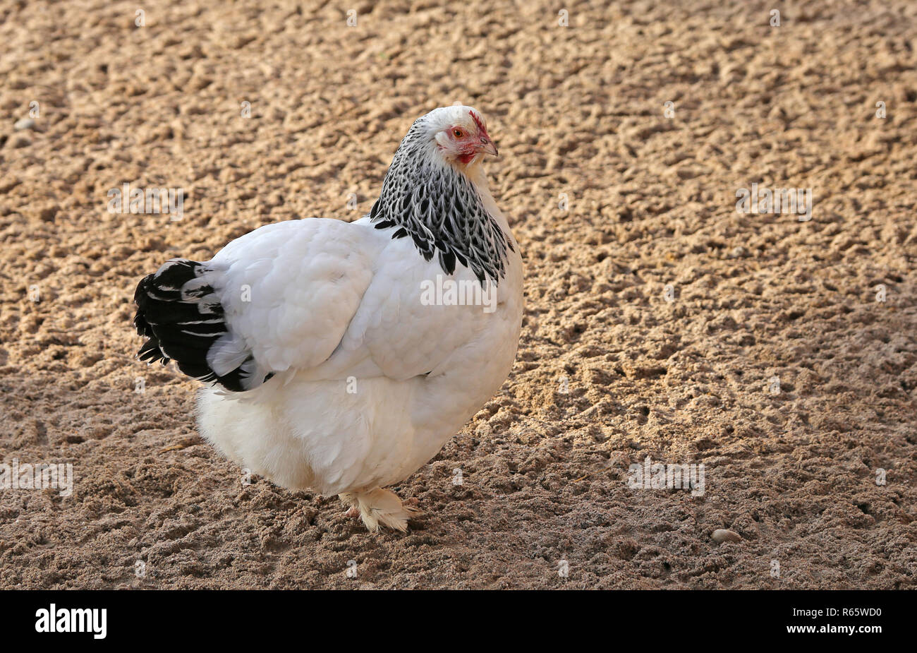 cattle breed sundheimer chicken Stock Photo - Alamy