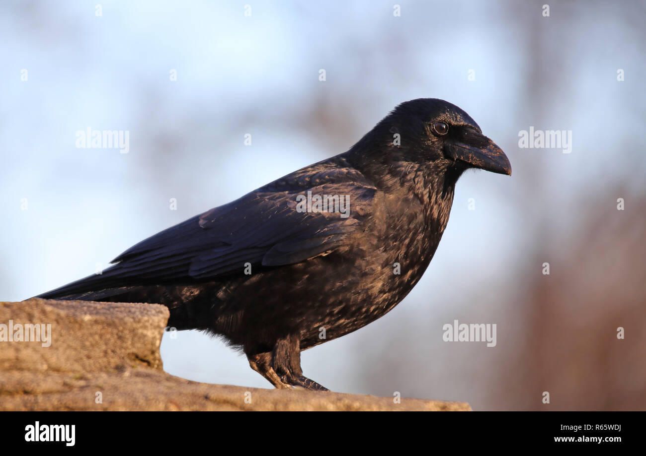 carrion crow corvus corone corone Stock Photo - Alamy