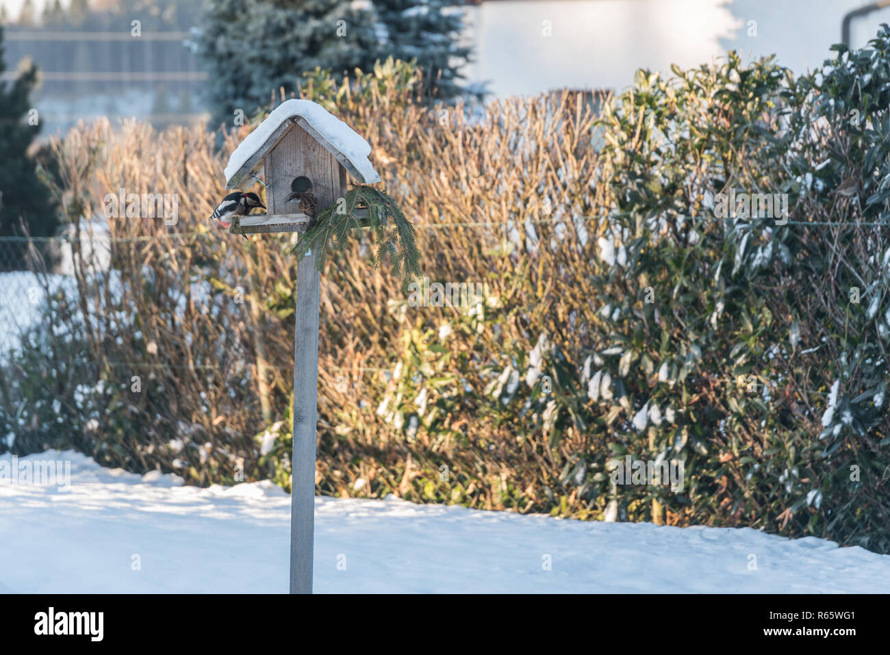 Vogel an futterstation hi-res stock photography and images - Alamy