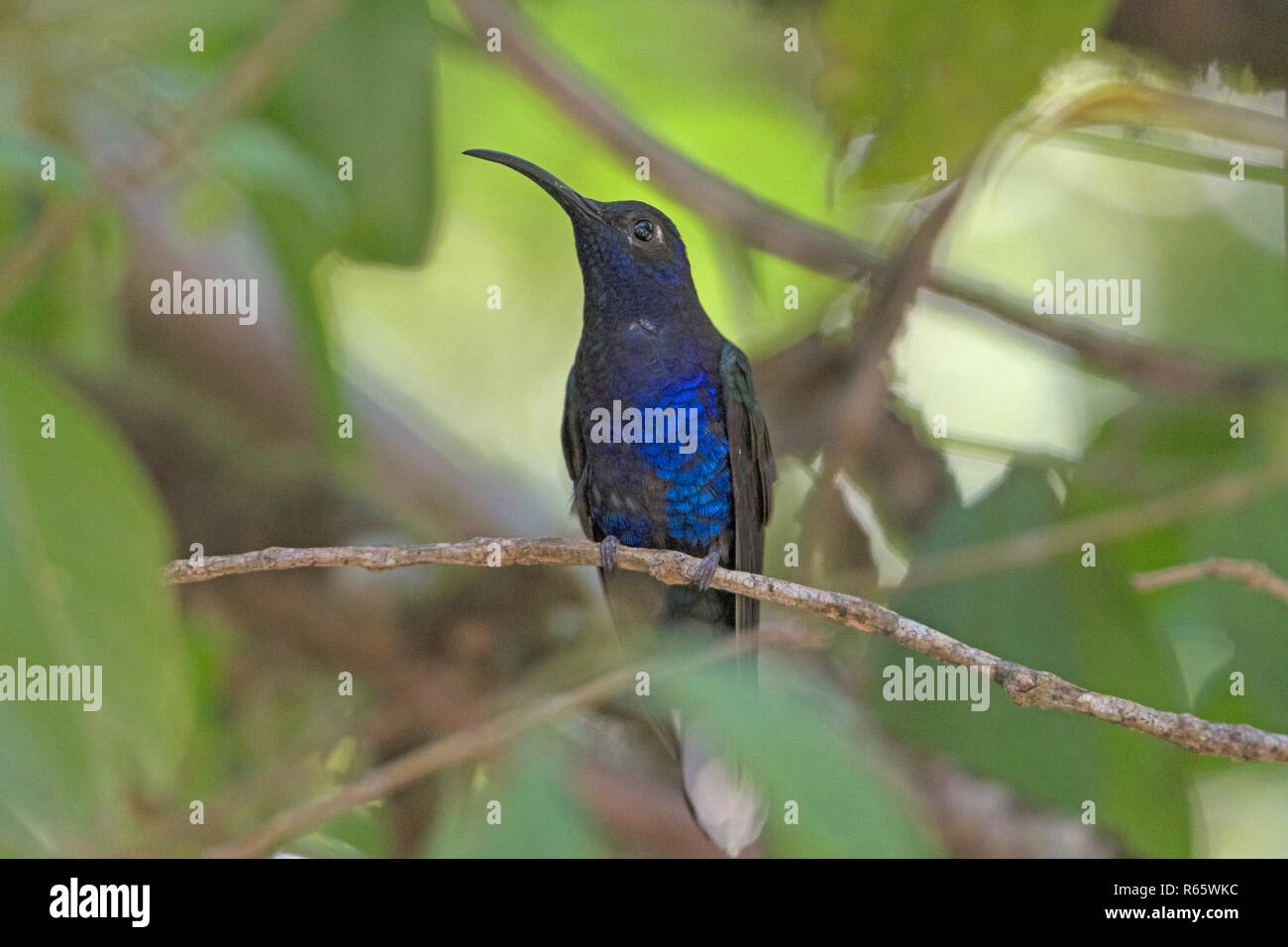 Violet Sabrewing Hummingbird Stock Photo - Alamy