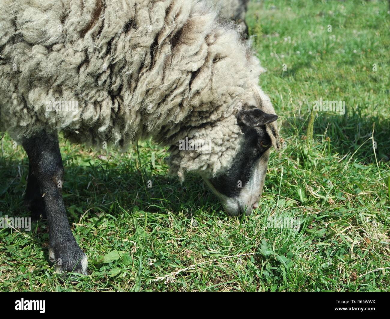 Blockhead animal hi-res stock photography and images - Alamy