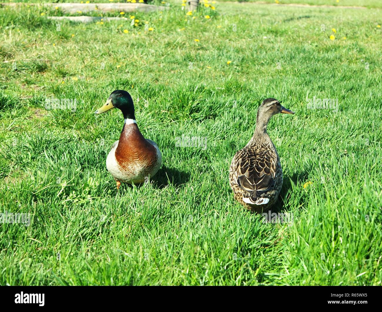 Entenpaar hi-res stock photography and images - Alamy