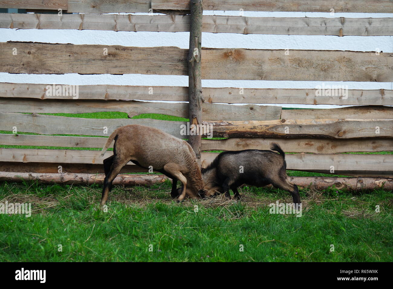 Two goats goat fight fighting hi-res stock photography and images - Alamy