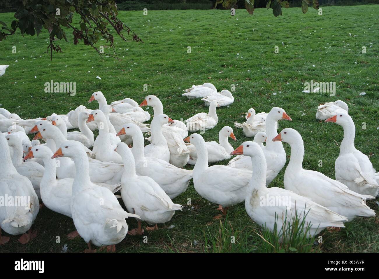 Live geese hi-res stock photography and images - Alamy