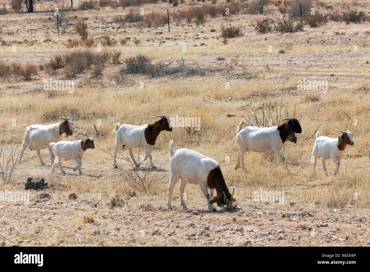 Boer goat africa hi-res stock photography and images - Alamy