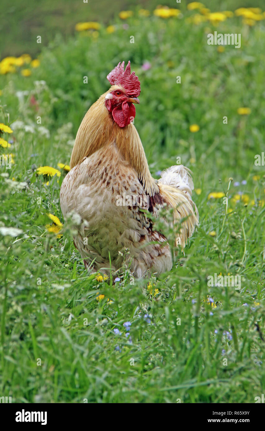 rooster on flower meadow Stock Photo - Alamy