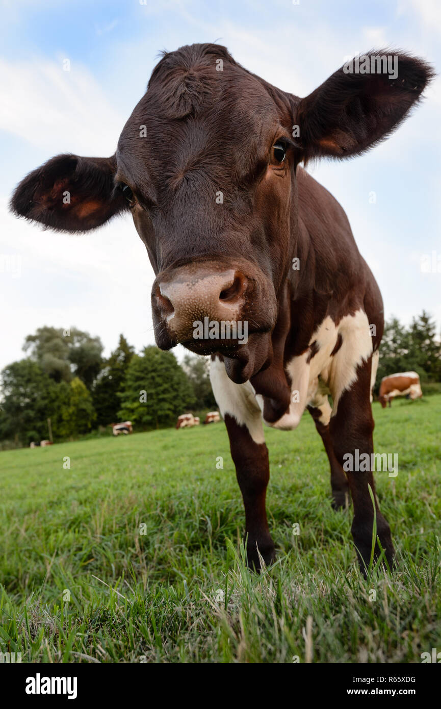 happy calf is standing on meadow Stock Photo - Alamy
