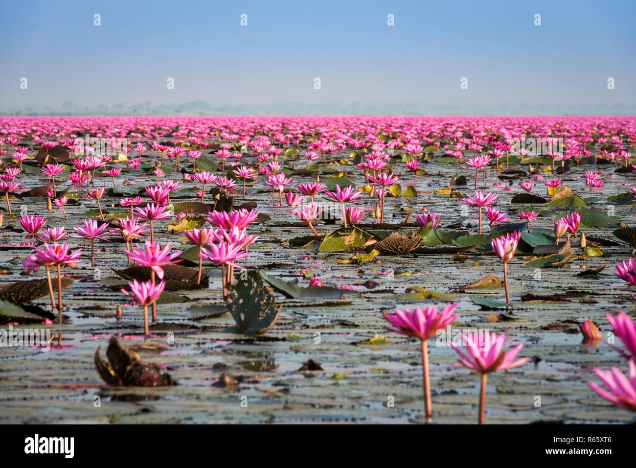lake with lotus flowers Stock Photo - Alamy