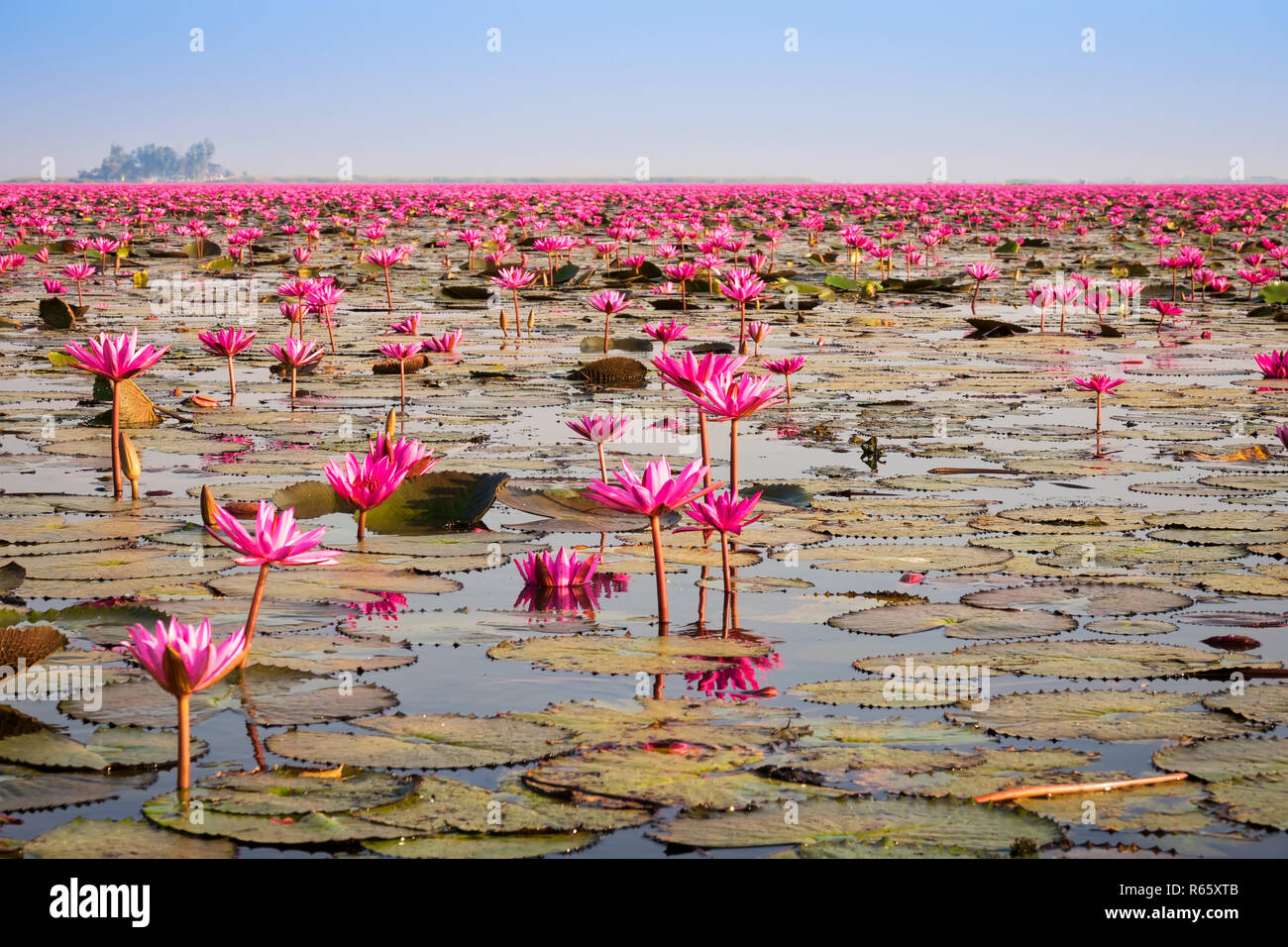 lake with lotus flowers Stock Photo - Alamy