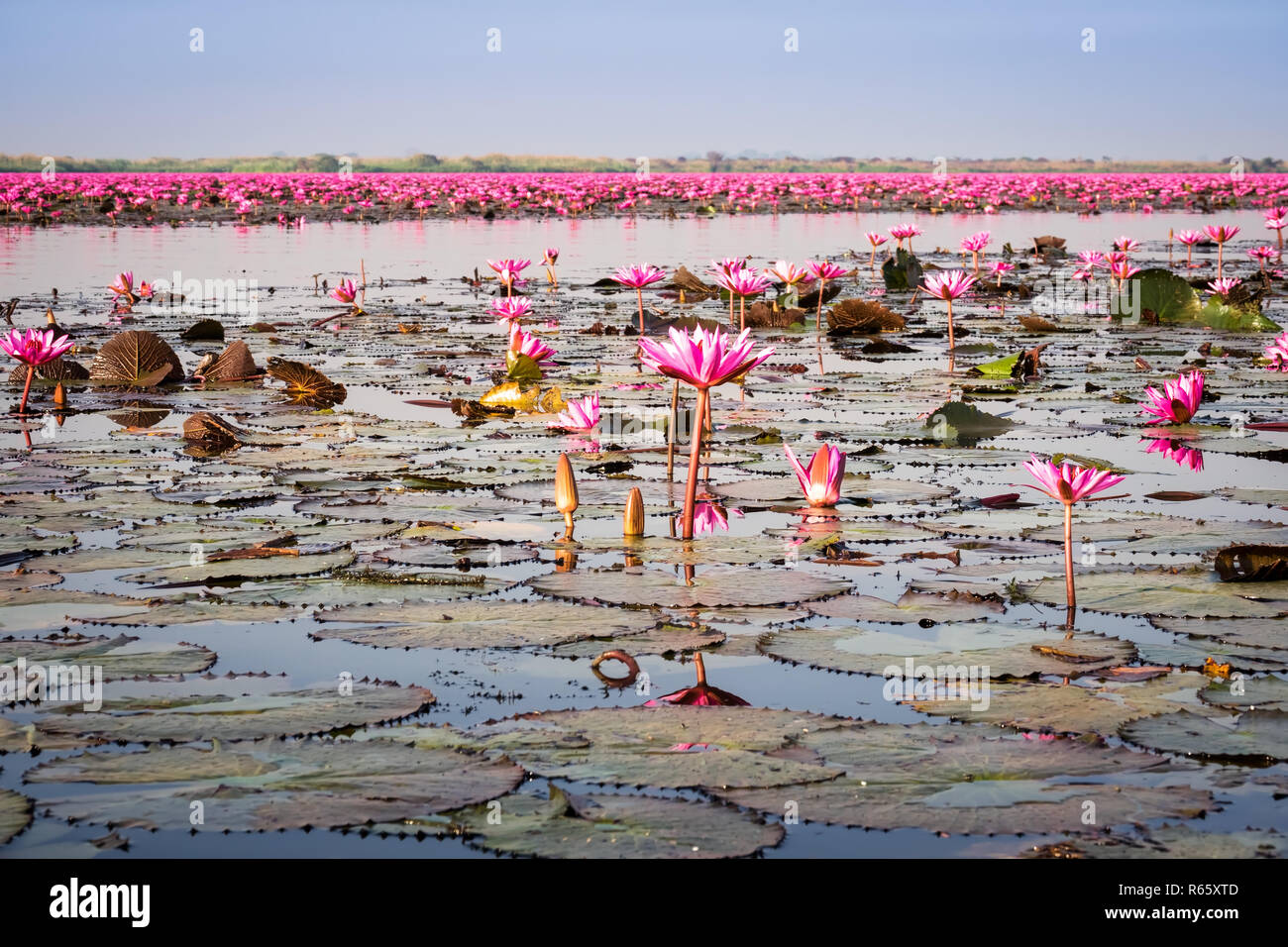 lake with lotus flowers Stock Photo - Alamy