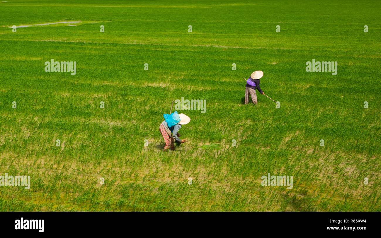Two Vietnamese rice farm workers in a flooded rice field in central ...