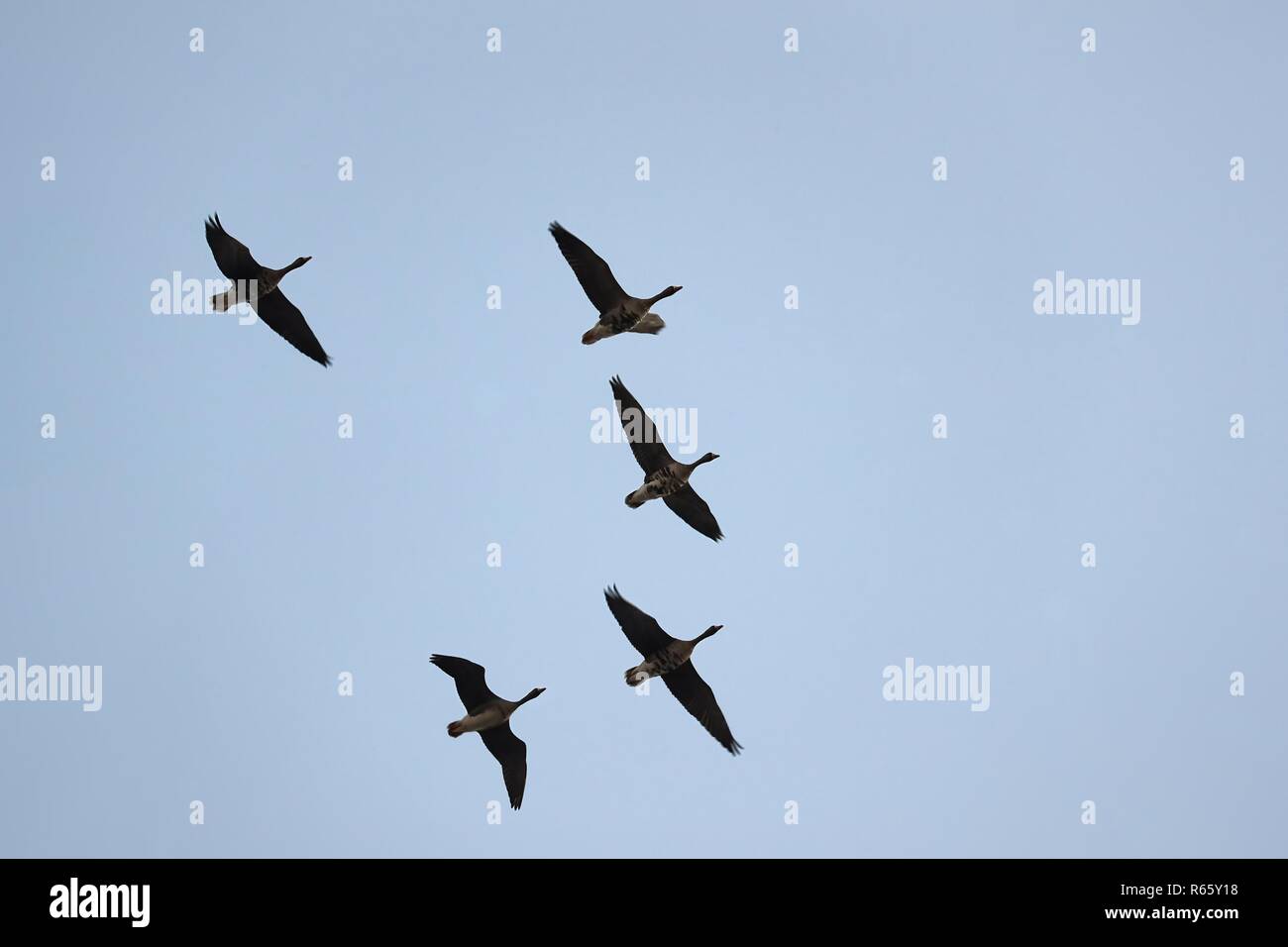 Wild Geese Flying Stock Photo - Alamy