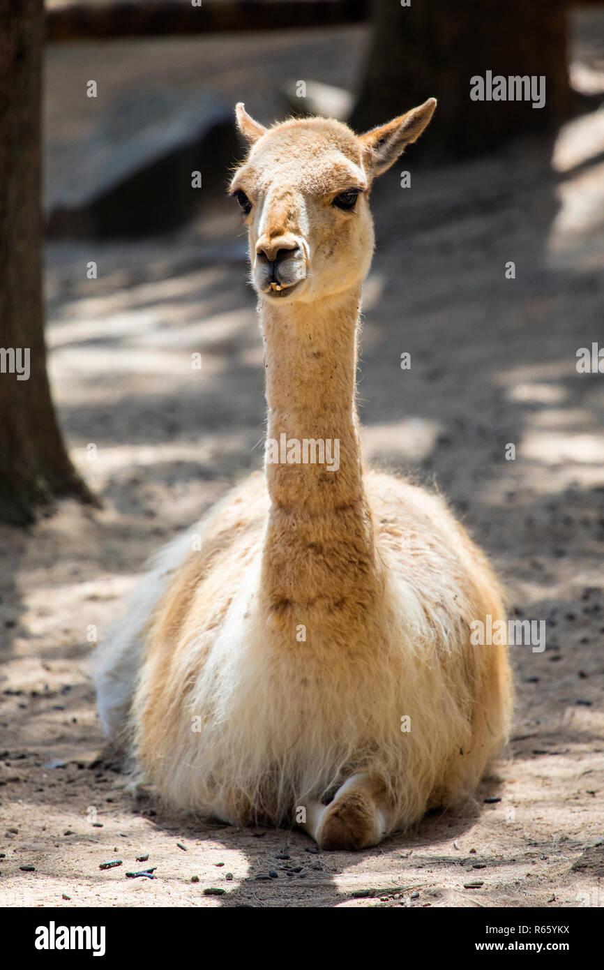 A Vicuna in a zoo Stock Photo - Alamy