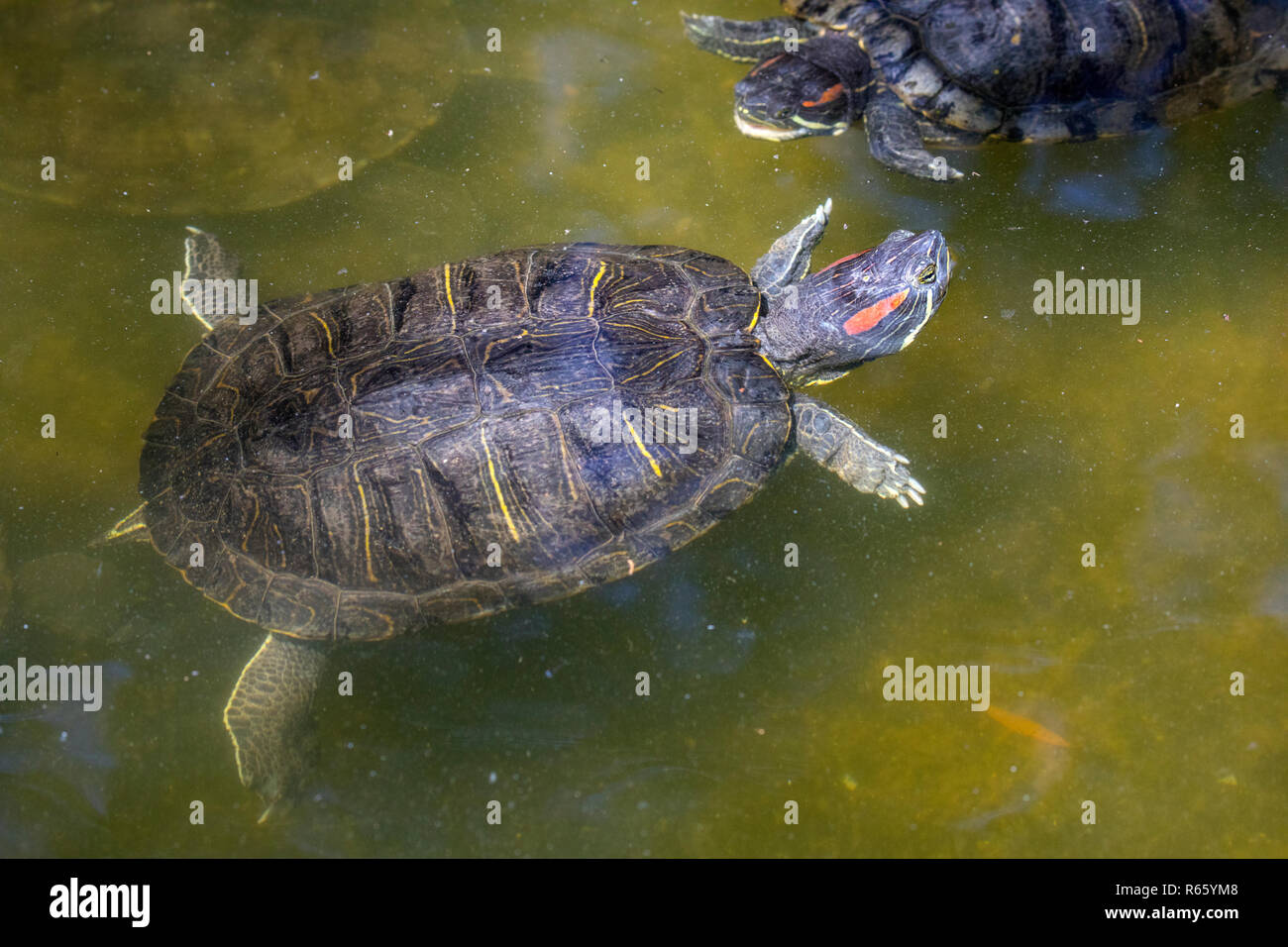 A Turtle swimming in a swamp Stock Photo - Alamy