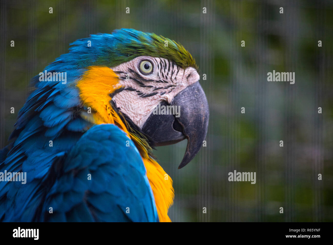 Close-up of a Blue and Yellow Macaw Parrot Stock Photo - Alamy