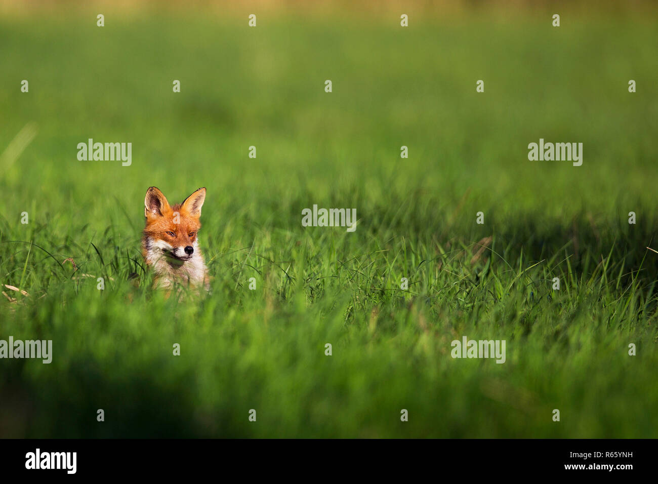 Red fox hunting mice hi-res stock photography and images - Alamy