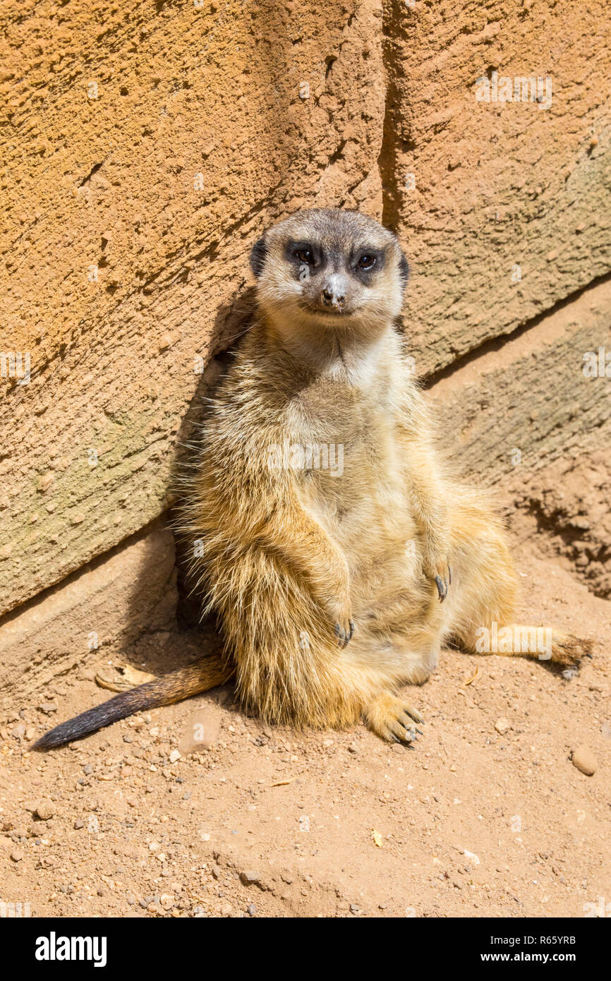 Sunshine peering hi-res stock photography and images - Alamy