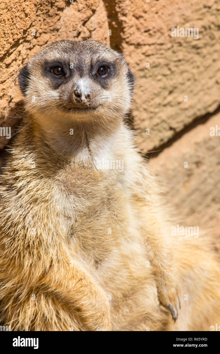 A Meerkat resting against a wall in the sunshine Stock Photo - Alamy