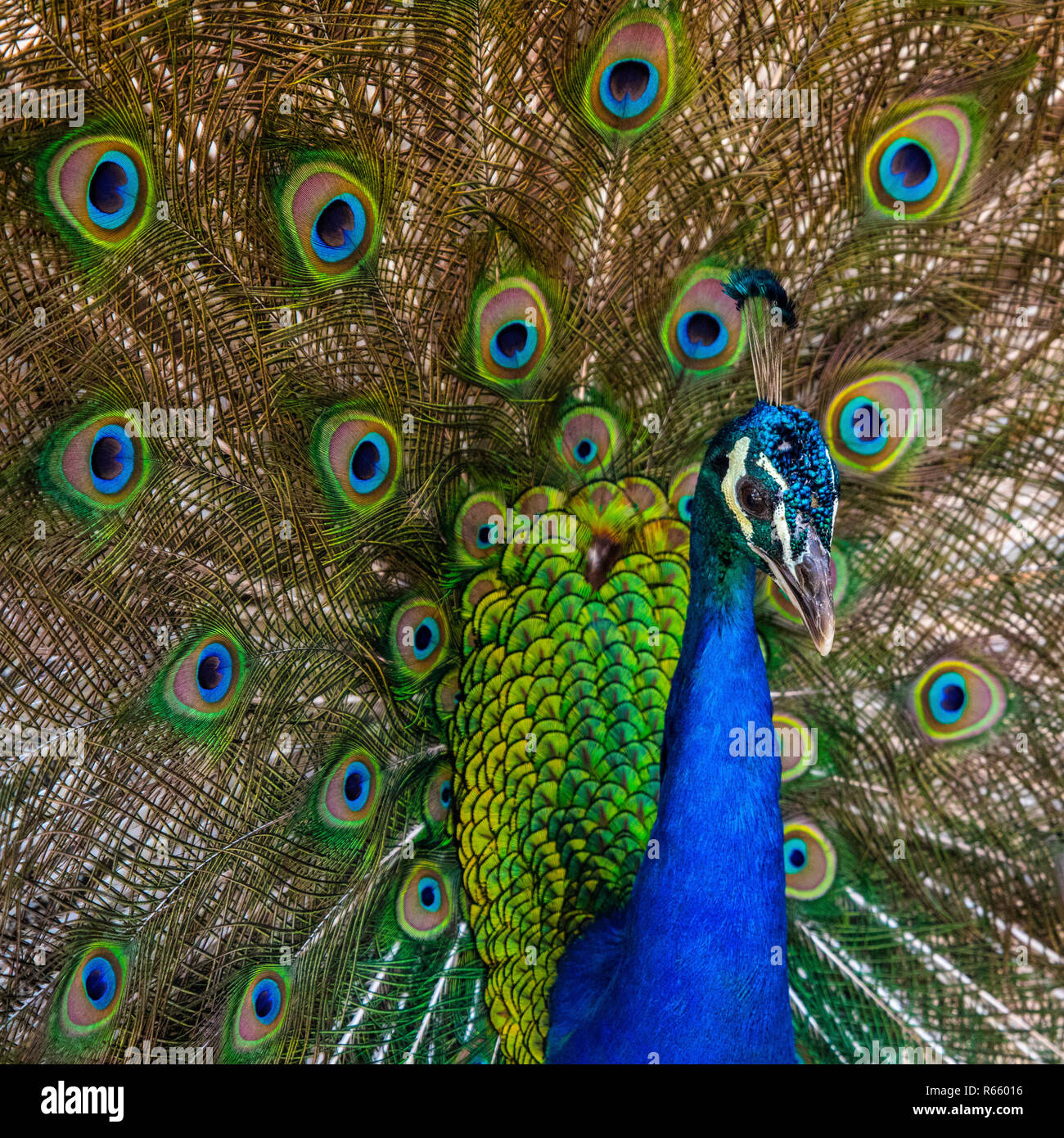 A close-up view of a Peacock Stock Photo - Alamy
