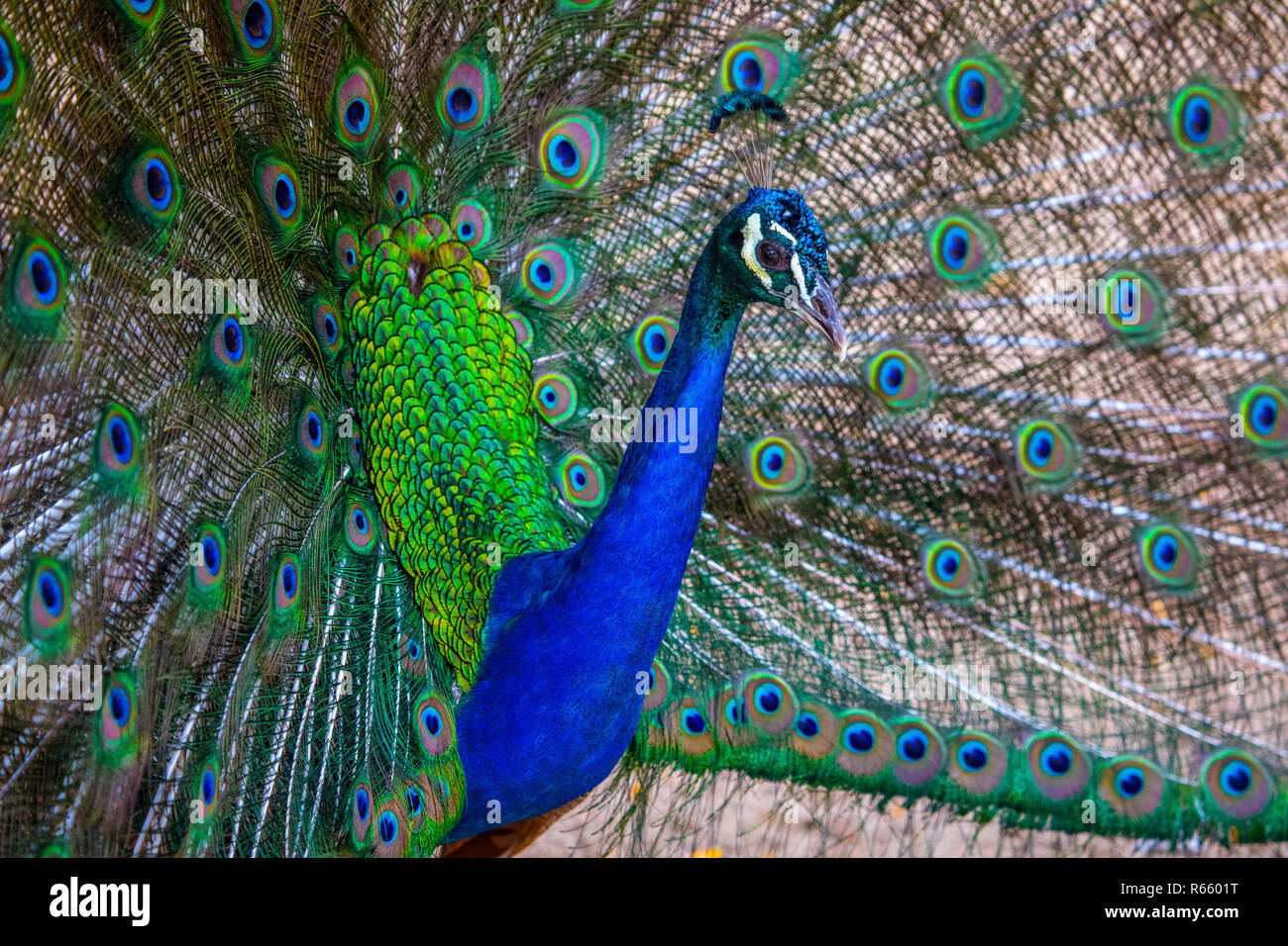 Birds With Pretty Markings High Resolution Stock Photography and Images ...