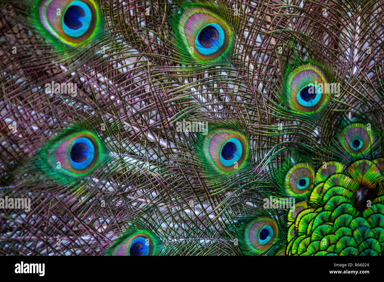 A close-up view of a Peacocks Feathers Stock Photo - Alamy