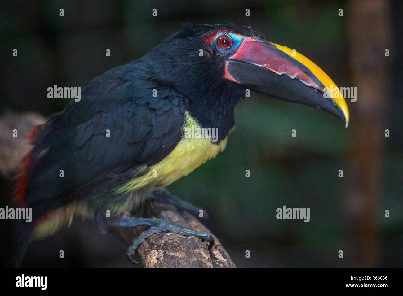 A shot of a Green Aracari Stock Photo - Alamy