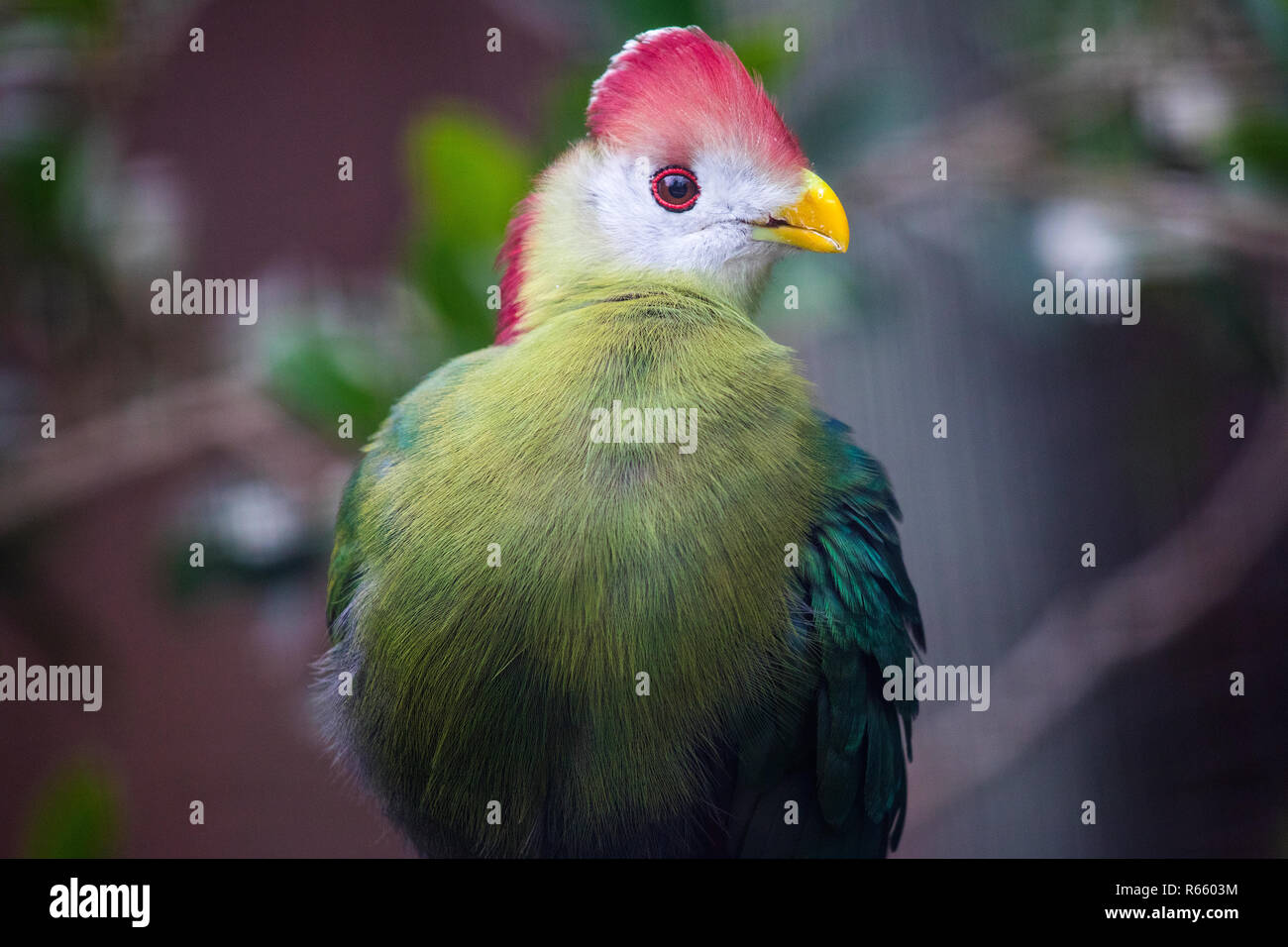 Turaco angola hi-res stock photography and images - Alamy