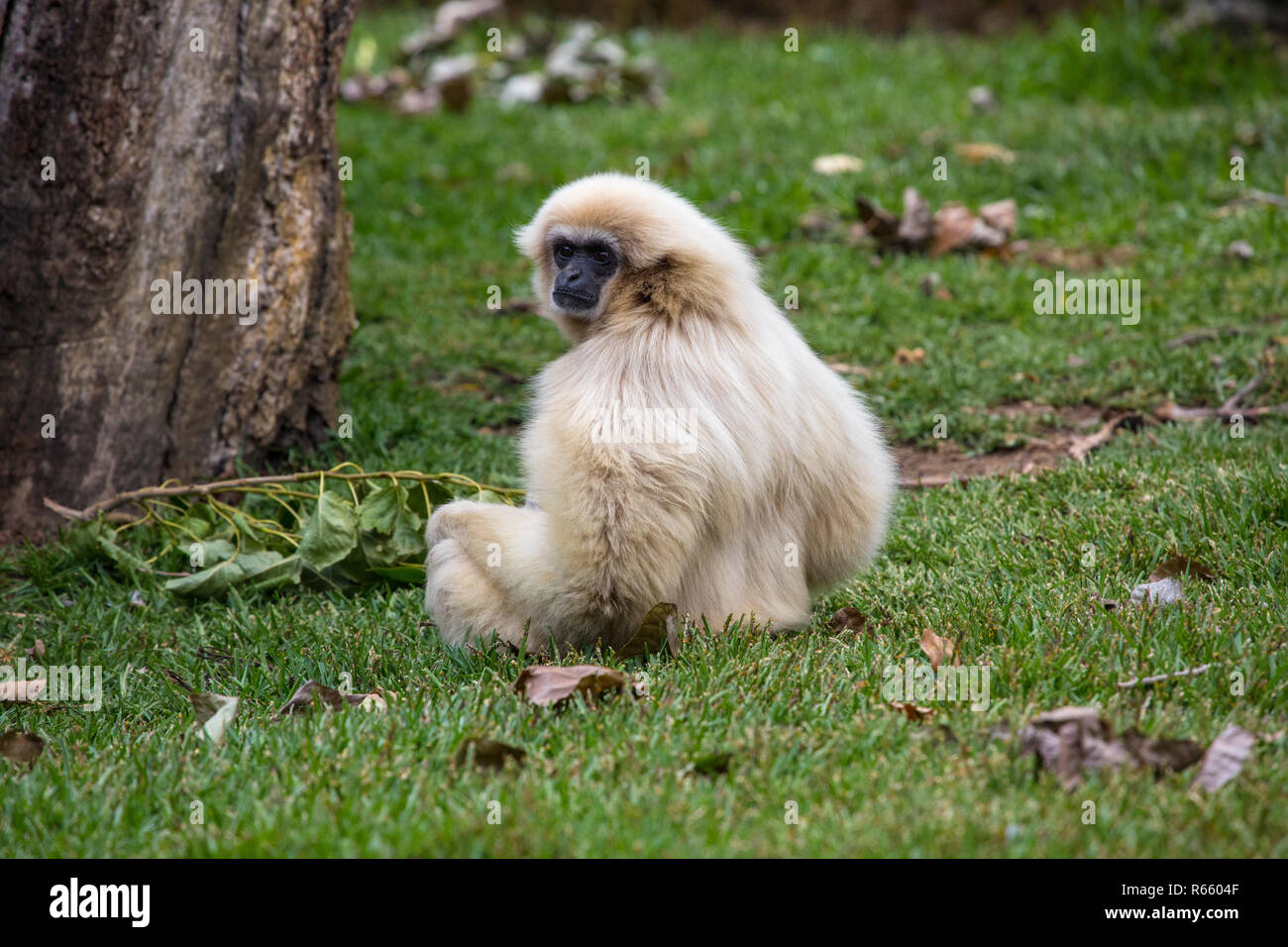 White handed gibbon sitting down hi-res stock photography and images ...