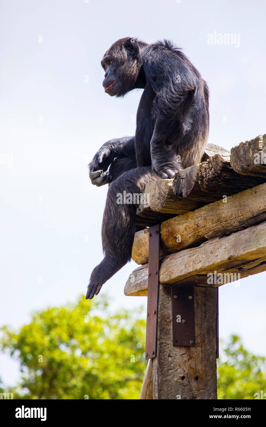 A Chimpanzee in captivity Stock Photo - Alamy