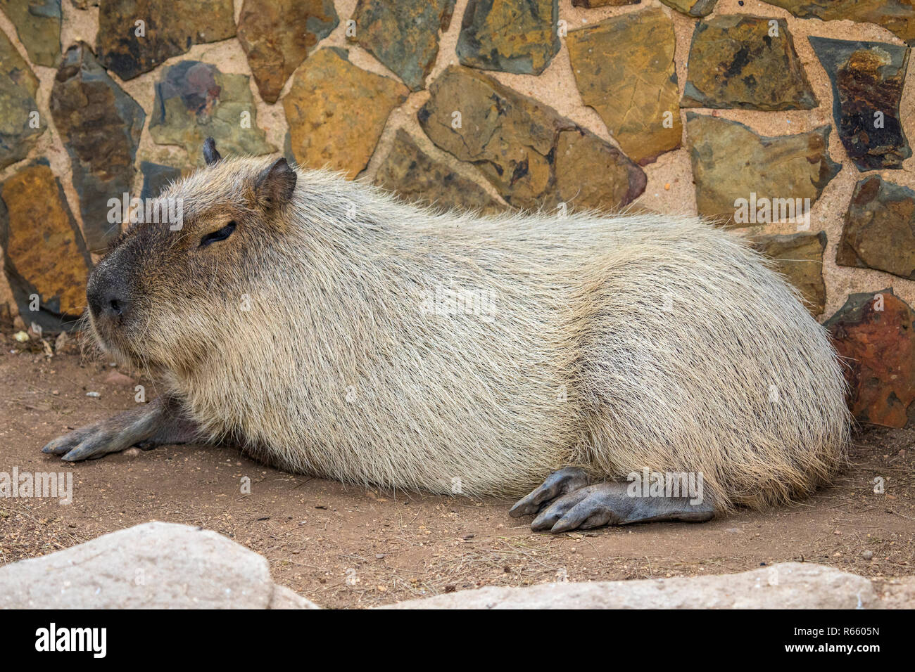 A Capybara in captivity Stock Photo - Alamy