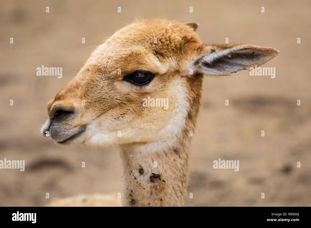 Vicuna close up hi-res stock photography and images - Alamy